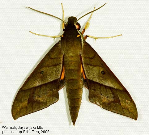 Papua Insects Foundation (Lepidoptera/Sphingidae/Gnathothlibus meeki)